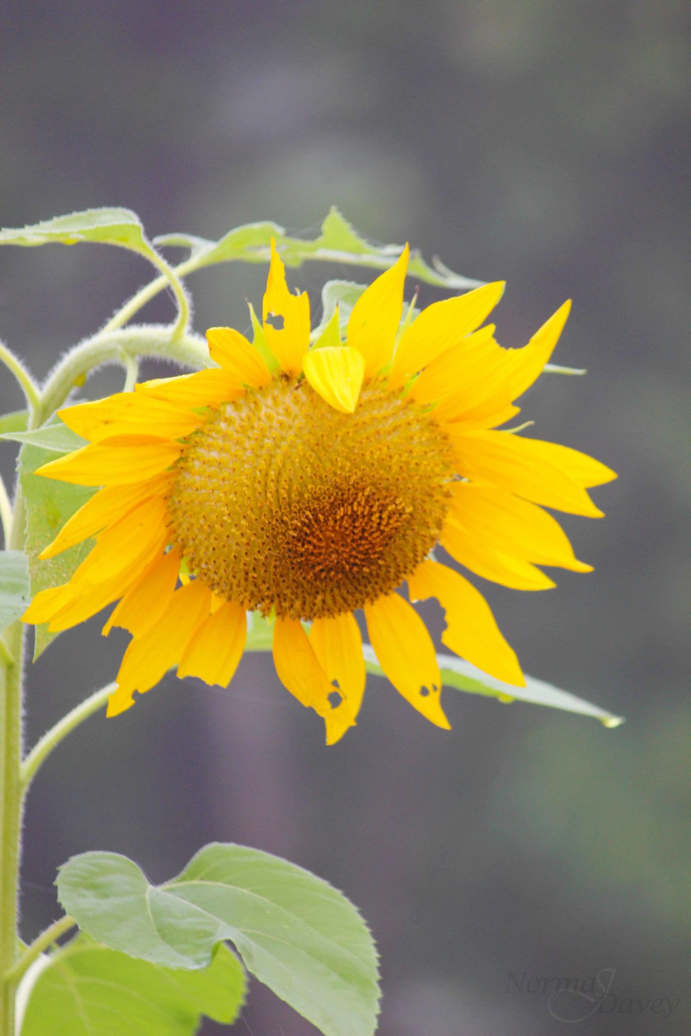 chamber-staff - Frank J. Kenny's Chamber of Commerce Industry Blog