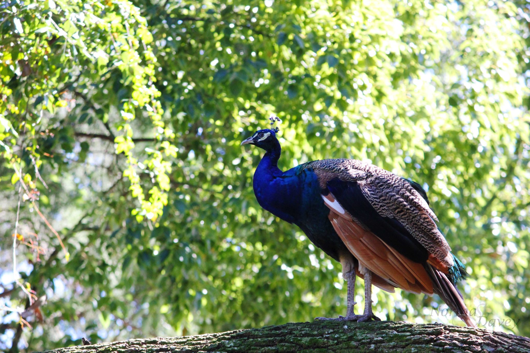 low-attendance-chamber-events - Frank J. Kenny's Chamber of Commerce ...